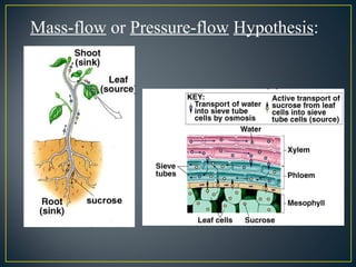 Transport of substances in plants | PPT