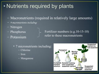 Transport of substances in plants | PPT