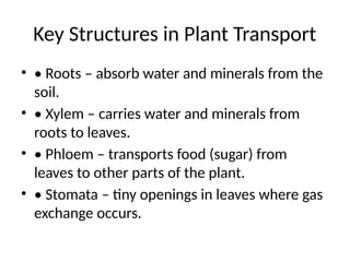Transport of Substances in Plants .pptx