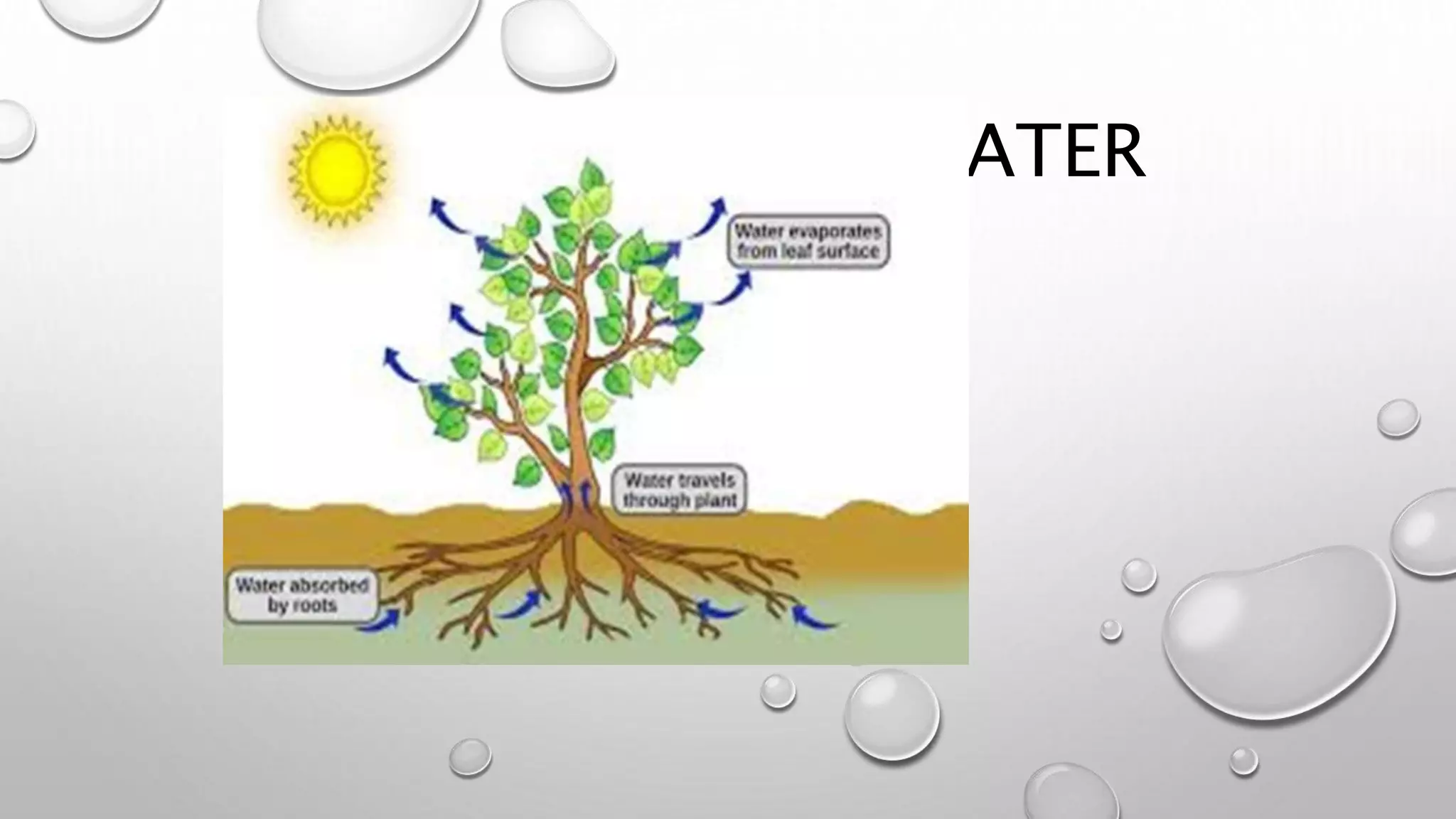 Transport of water\ water transport in plants | PPTX