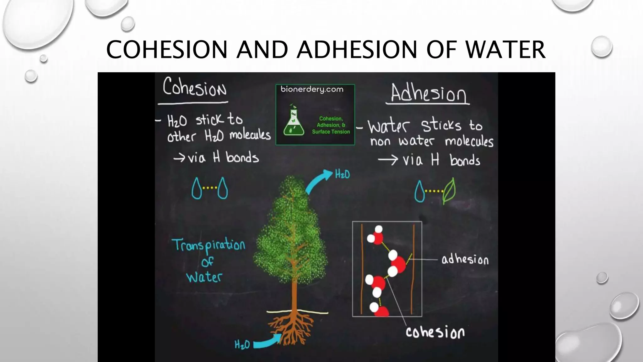 Transport of water\ water transport in plants | PPTX