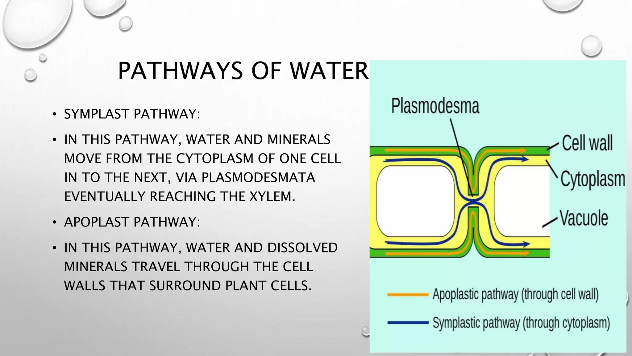 Transport of water\ water transport in plants | PPTX