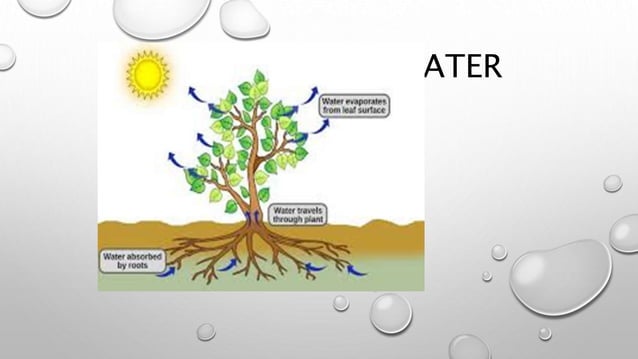 Transport of water\ water transport in plants | PPTX