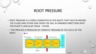 Transport of water\ water transport in plants | PPTX
