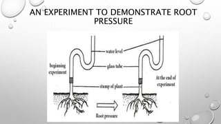 Transport of water\ water transport in plants | PPTX