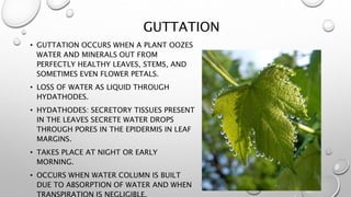 Transport of water\ water transport in plants | PPTX