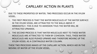 Transport of water\ water transport in plants | PPTX