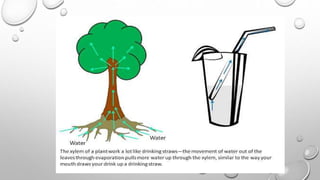 Transport of water\ water transport in plants | PPTX