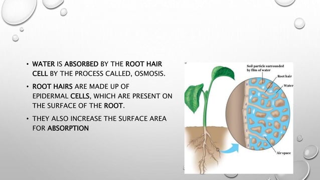 Transport of water\ water transport in plants | PPTX
