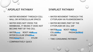 Transport of water\ water transport in plants | PPTX