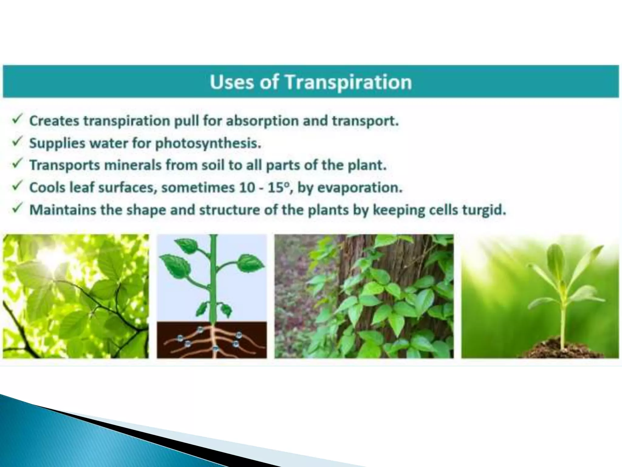 Transport of water and transpiration. | PPTX