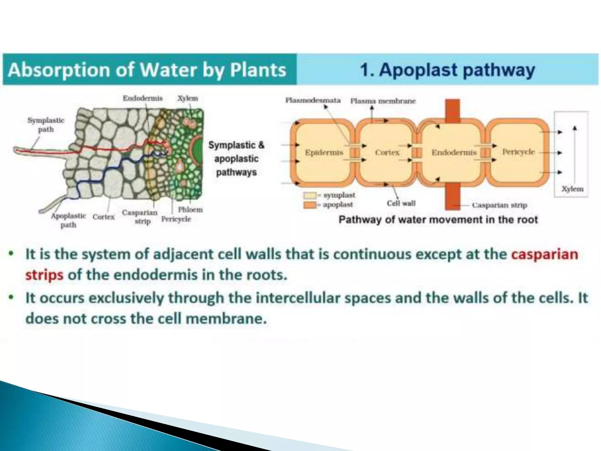 Transport of water and transpiration. | PPTX