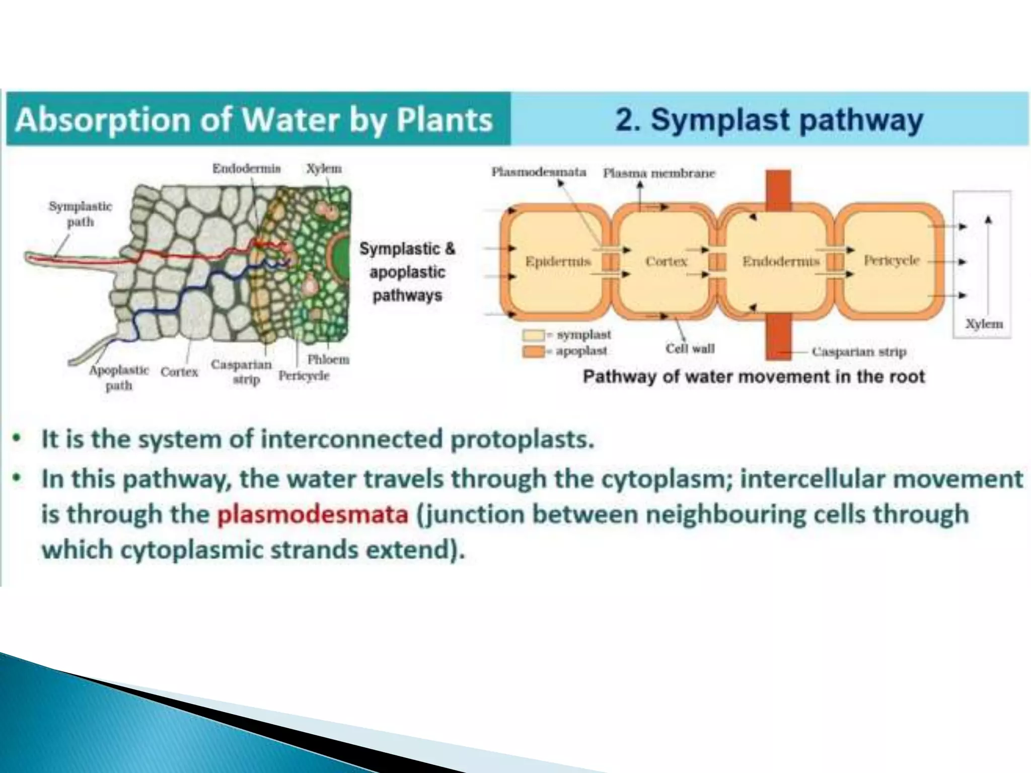 Transport of water and transpiration. | PPTX