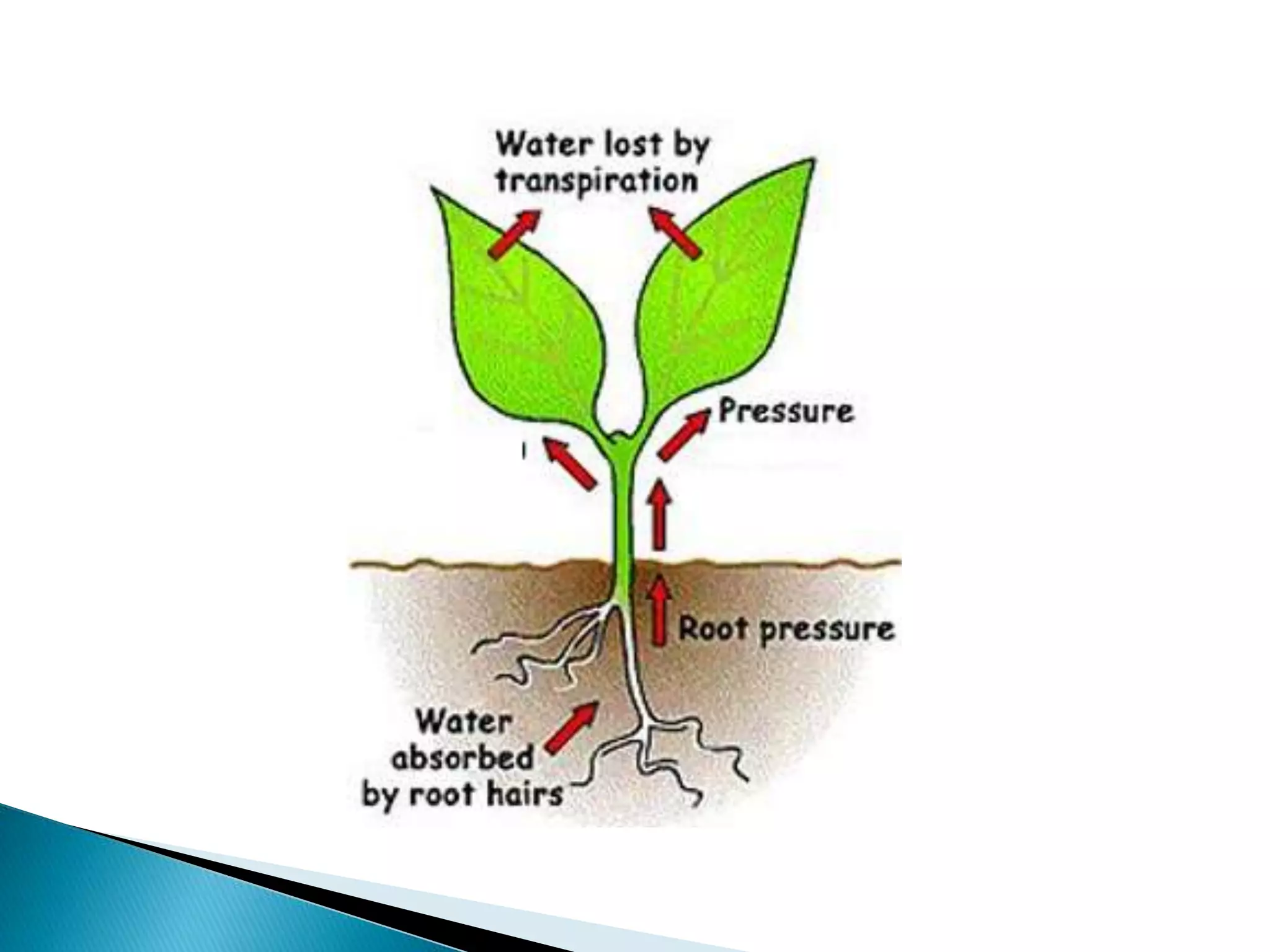 Transport of water and transpiration. | PPTX