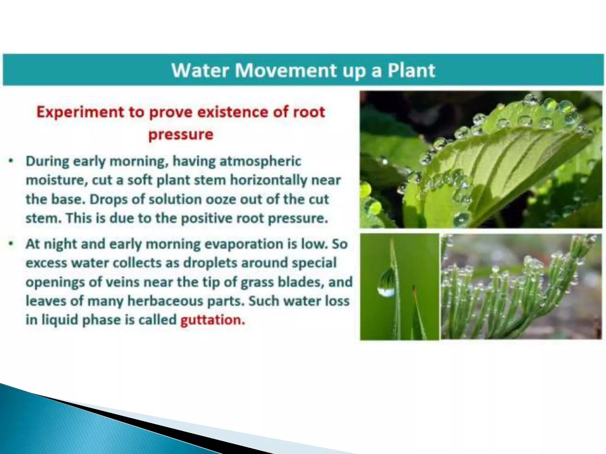 Transport of water and transpiration. | PPTX