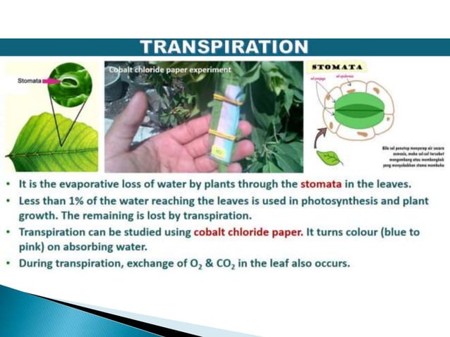 Transport of water and transpiration. | PPTX
