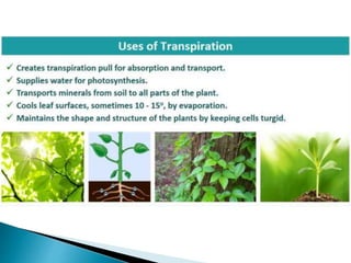 Transport of water and transpiration. | PPTX