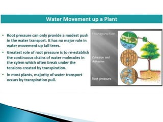 Transport of water and transpiration. | PPT