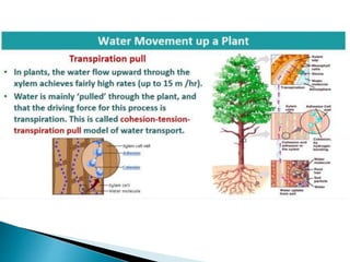 Transport of water and transpiration. | PPT
