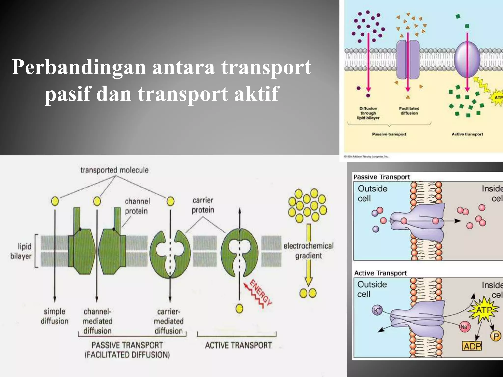 Transport pasif | PPTX