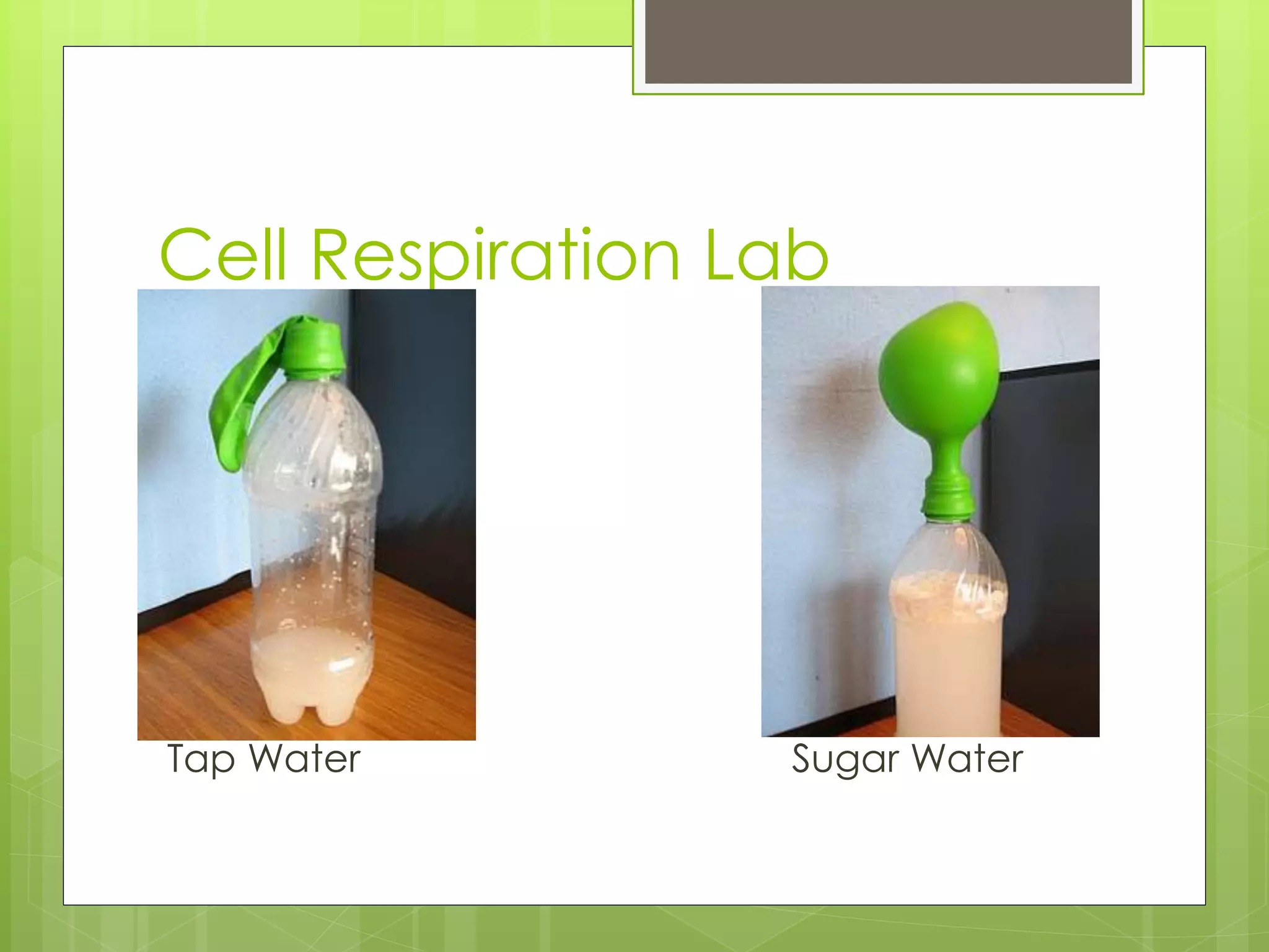 Transport photosyntheis respiration lab stations results | PPTX