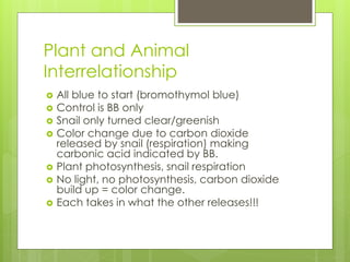 Transport photosyntheis respiration lab stations results | PPTX