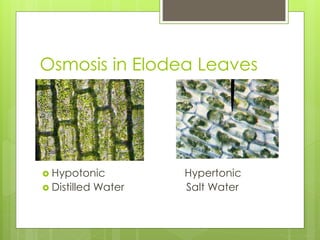 Elodea Cell In Distilled Water