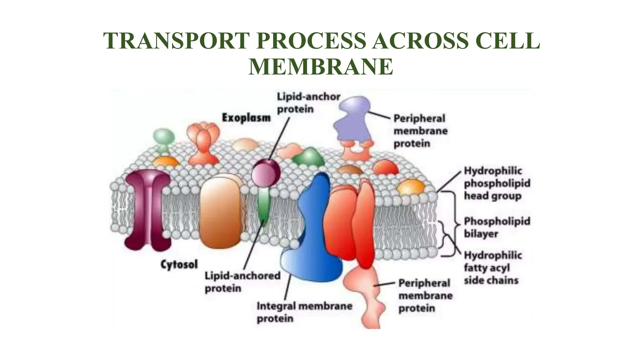 TRANSPORT PROCESS ACROSS CELL MEMBRANE.pptx