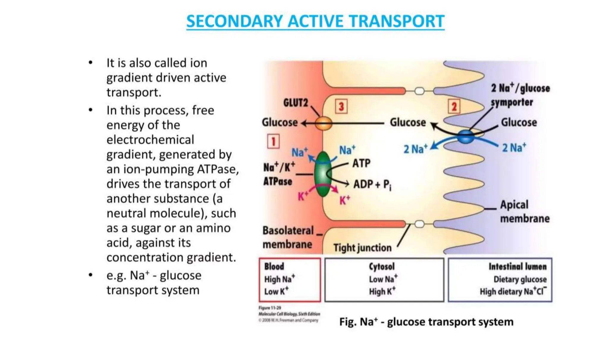 TRANSPORT PROCESS ACROSS CELL MEMBRANE.pptx | Free Download