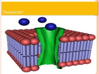 Cell and cellular transport system | PPTX