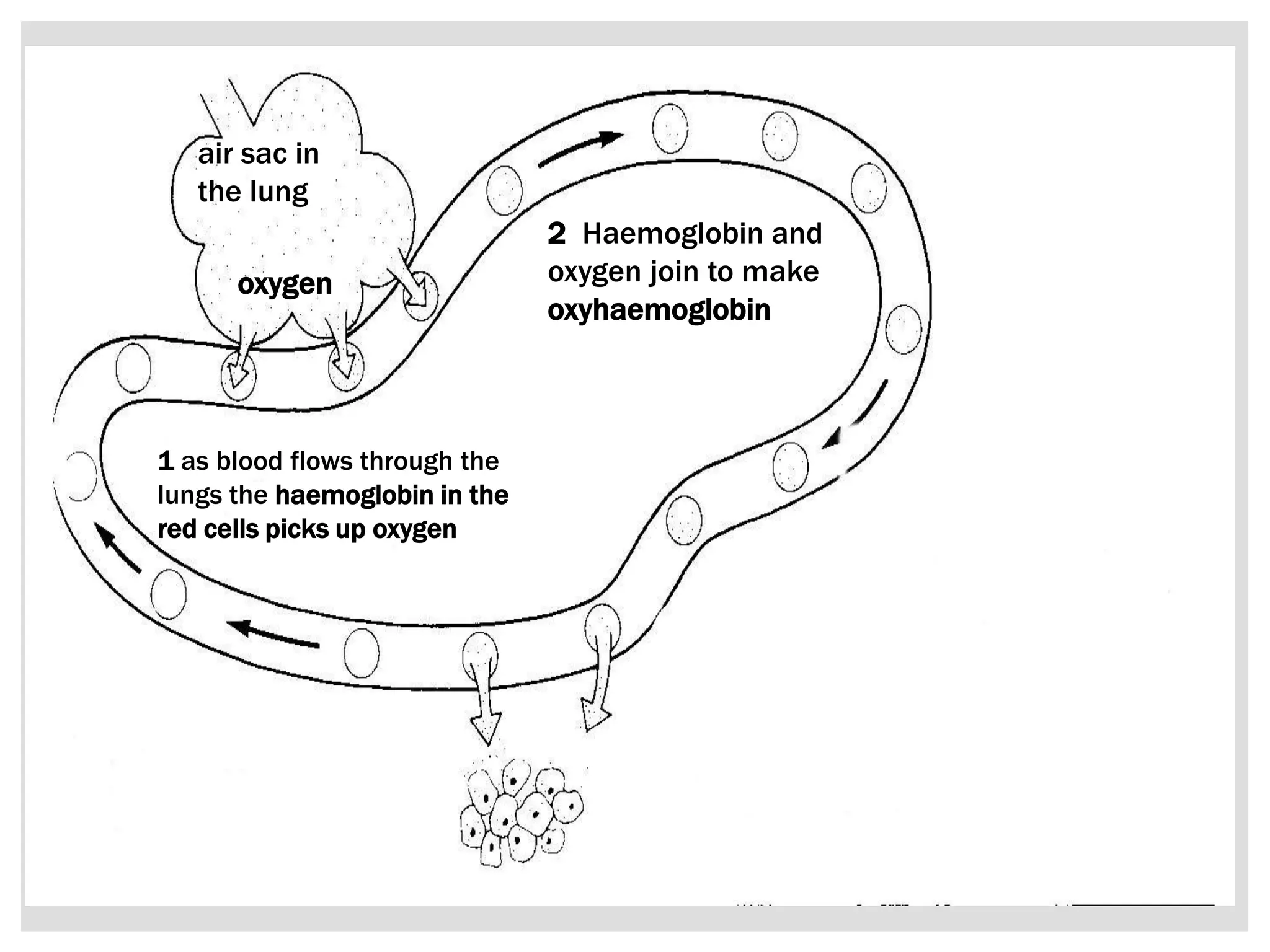Transport system in humans | PPTX