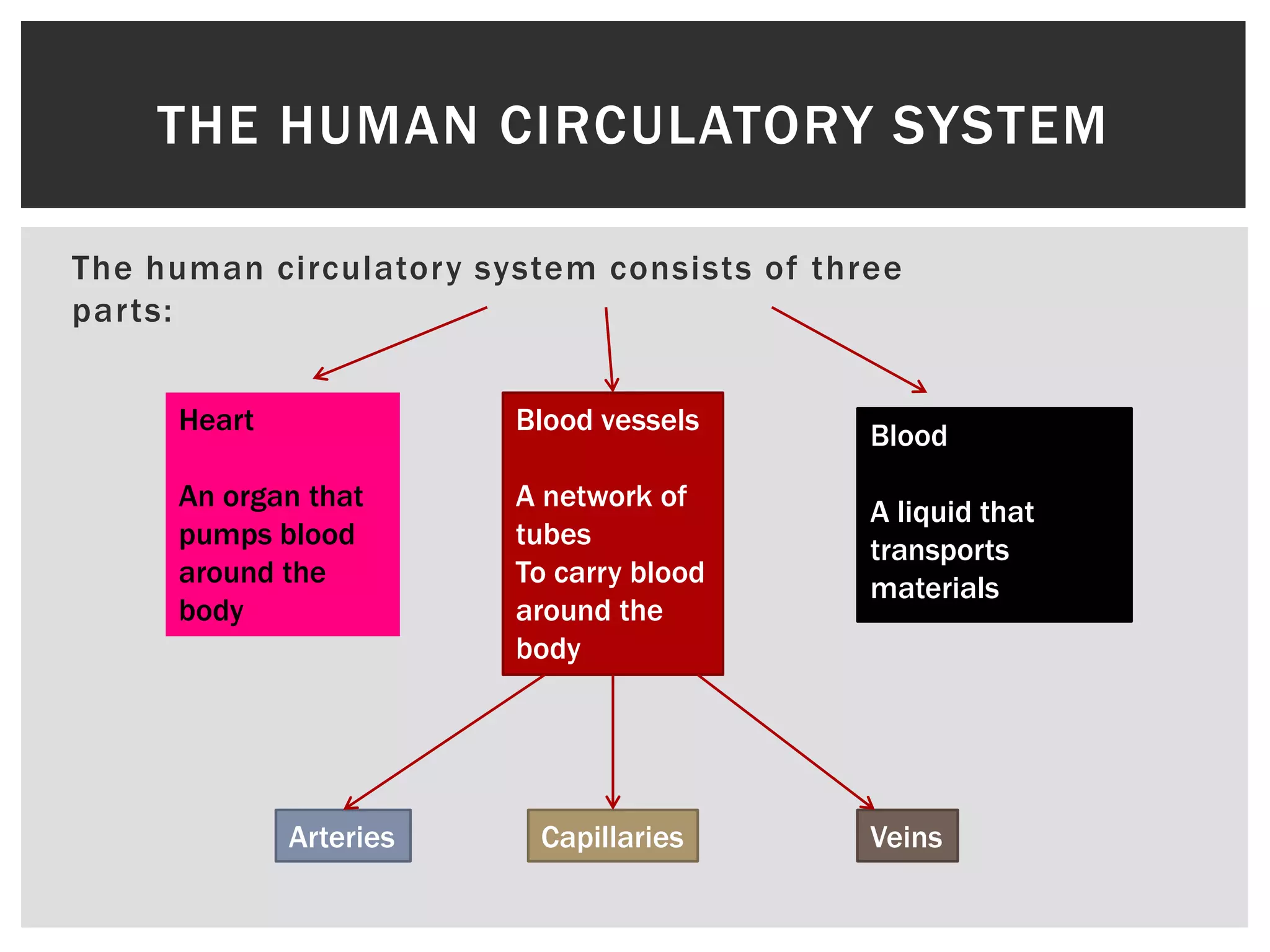 Transport system in humans | PPTX