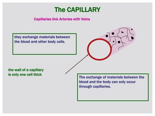 Transport system in humans | PPTX