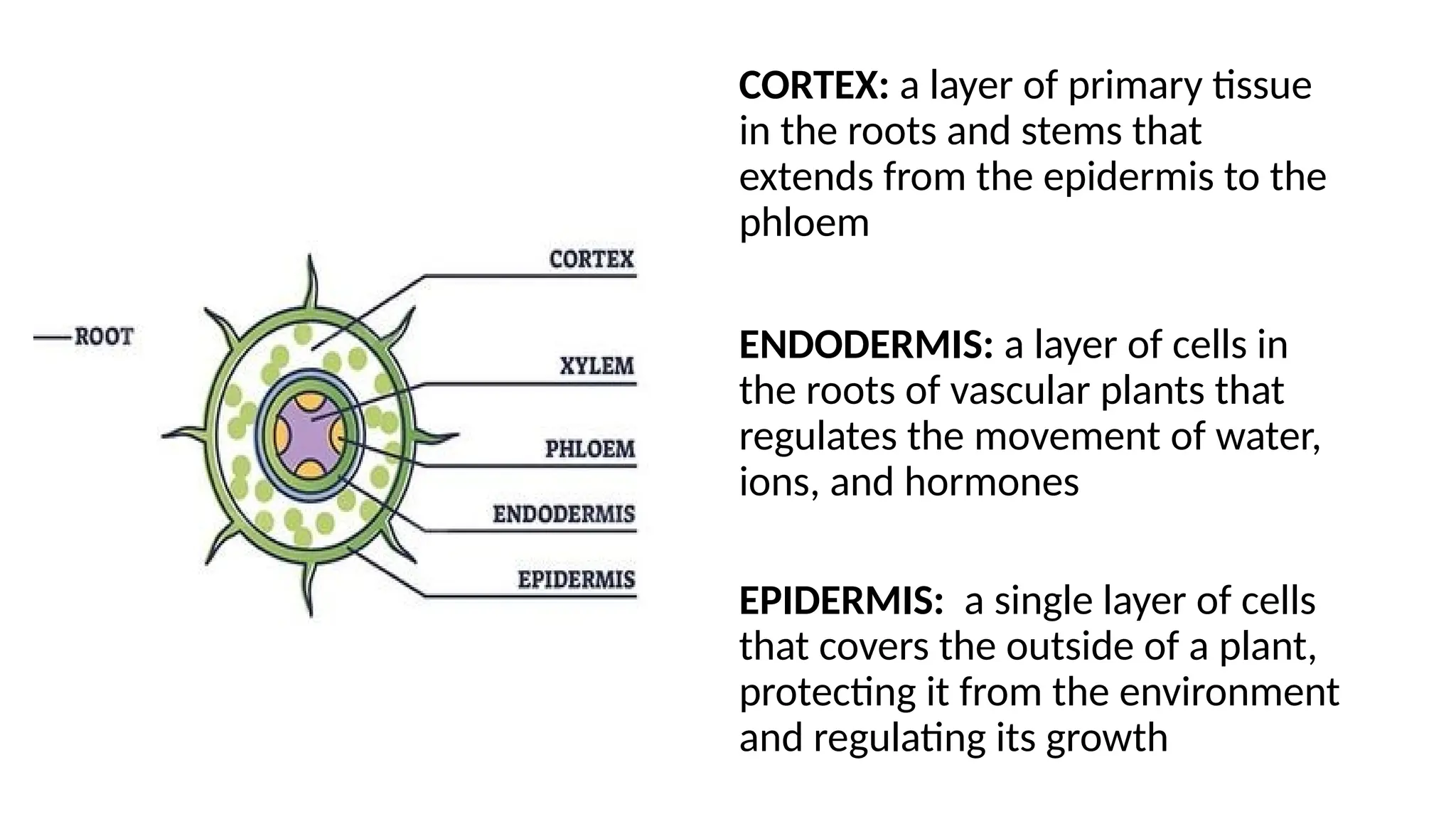 Chapter 14: TRANSPORT SYSTEM IN PLANT (8th grade) | PPTX