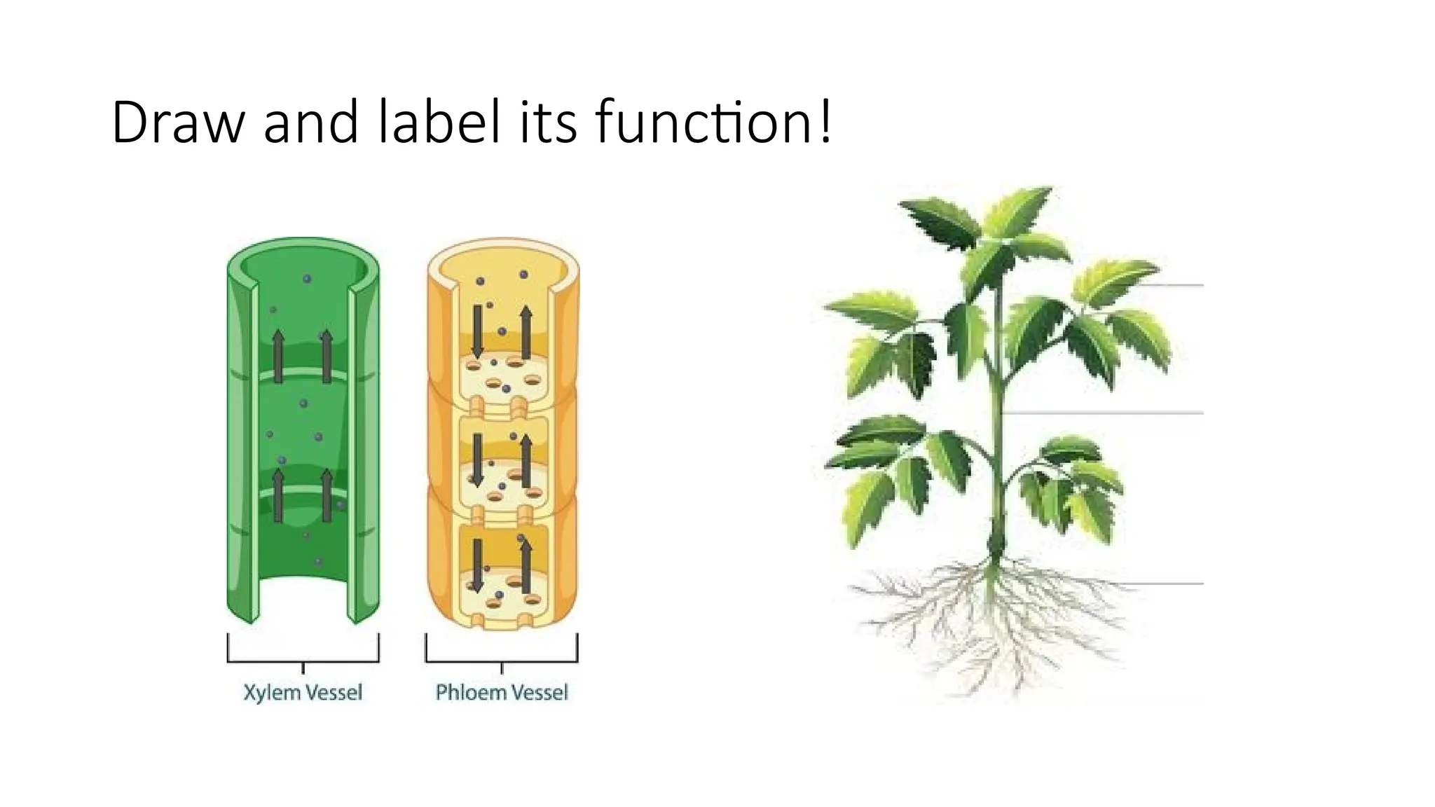 Chapter 14: TRANSPORT SYSTEM IN PLANT (8th grade) | PPTX