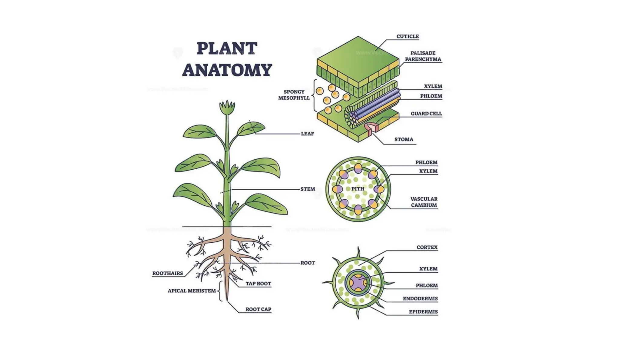 Chapter 14: TRANSPORT SYSTEM IN PLANT (8th grade) | PPTX