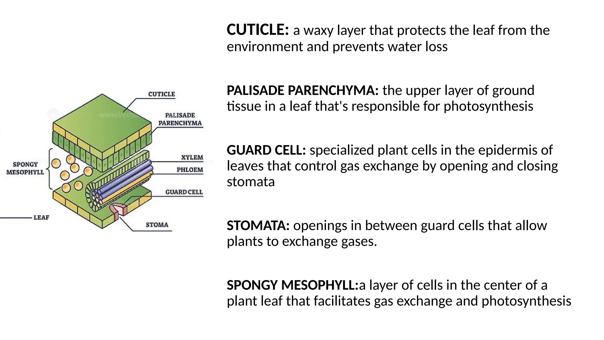Chapter 14: TRANSPORT SYSTEM IN PLANT (8th grade) | PPTX