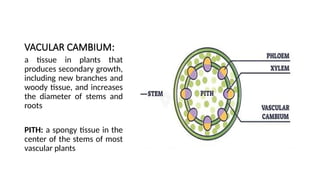 Chapter 14: TRANSPORT SYSTEM IN PLANT (8th grade) | PPTX