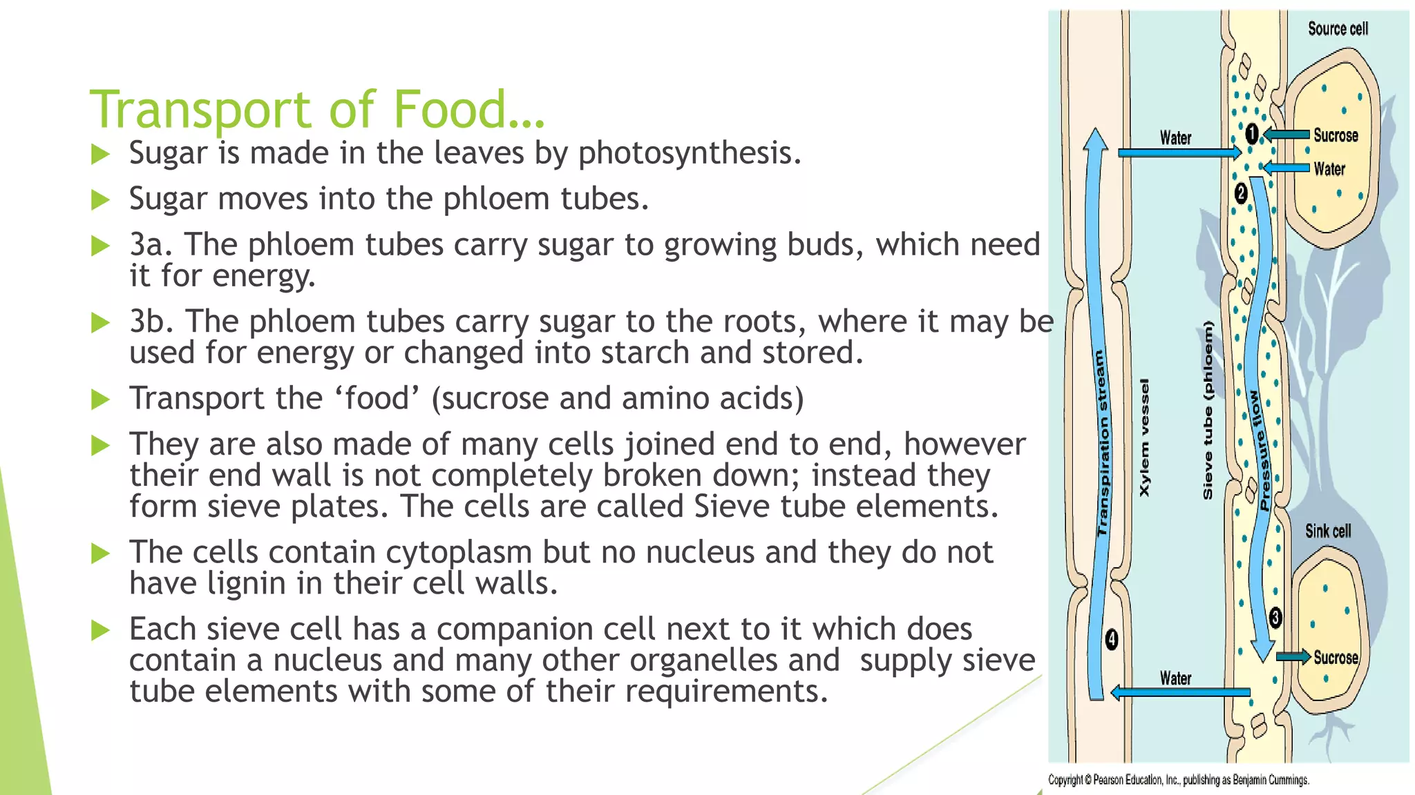 Transport system in plants | PPTX
