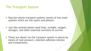 Transport system in plants | PPTX