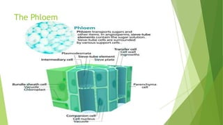 Transport system in plants | PPTX