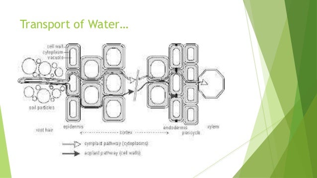 Transport system in plants