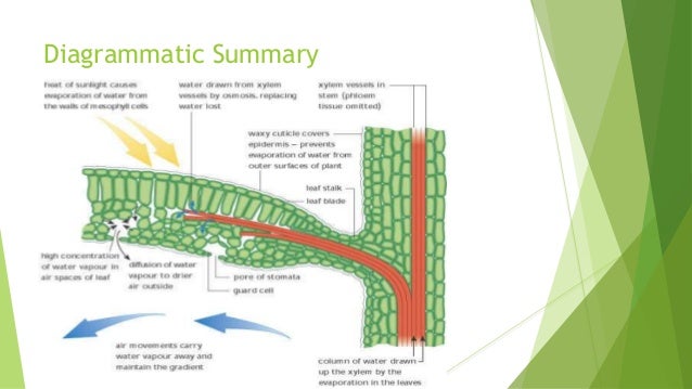 Transport system in plants