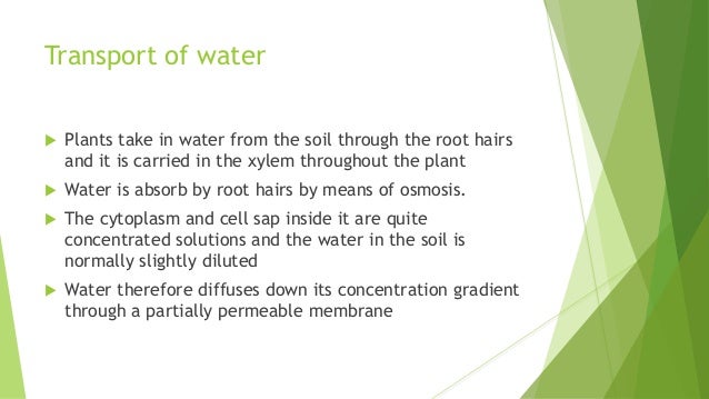 Transport system in plants