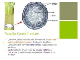 Transport system in plants | PPTX