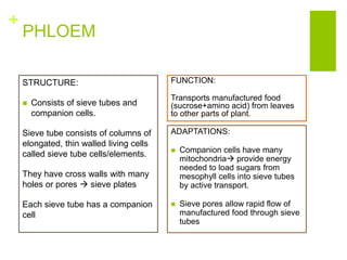 Transport system in plants | PPTX