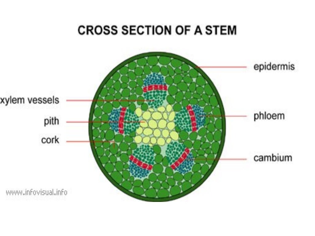 Transport system in plants