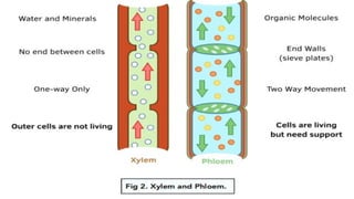 TRANSPORT SYSTEM IN PLANTS (Biology grade 9) | PPTX