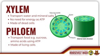 Transport System in Plants (Xylem and Phloem).pdf