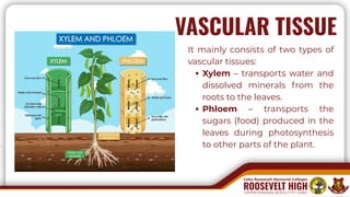 Transport System in Plants (Xylem and Phloem).pdf
